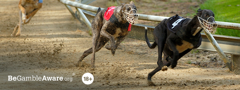 Greyhound Betting Tips | How to bet on Greyhounds | BetUK